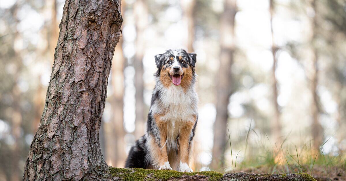 11 Thrilling Facts About The Australian Shepherd Dog Breed