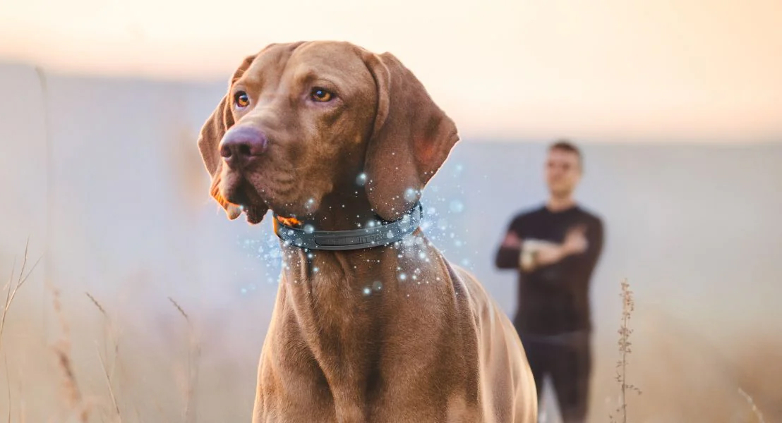 Why Choose ADAPTIL Calm Collar?