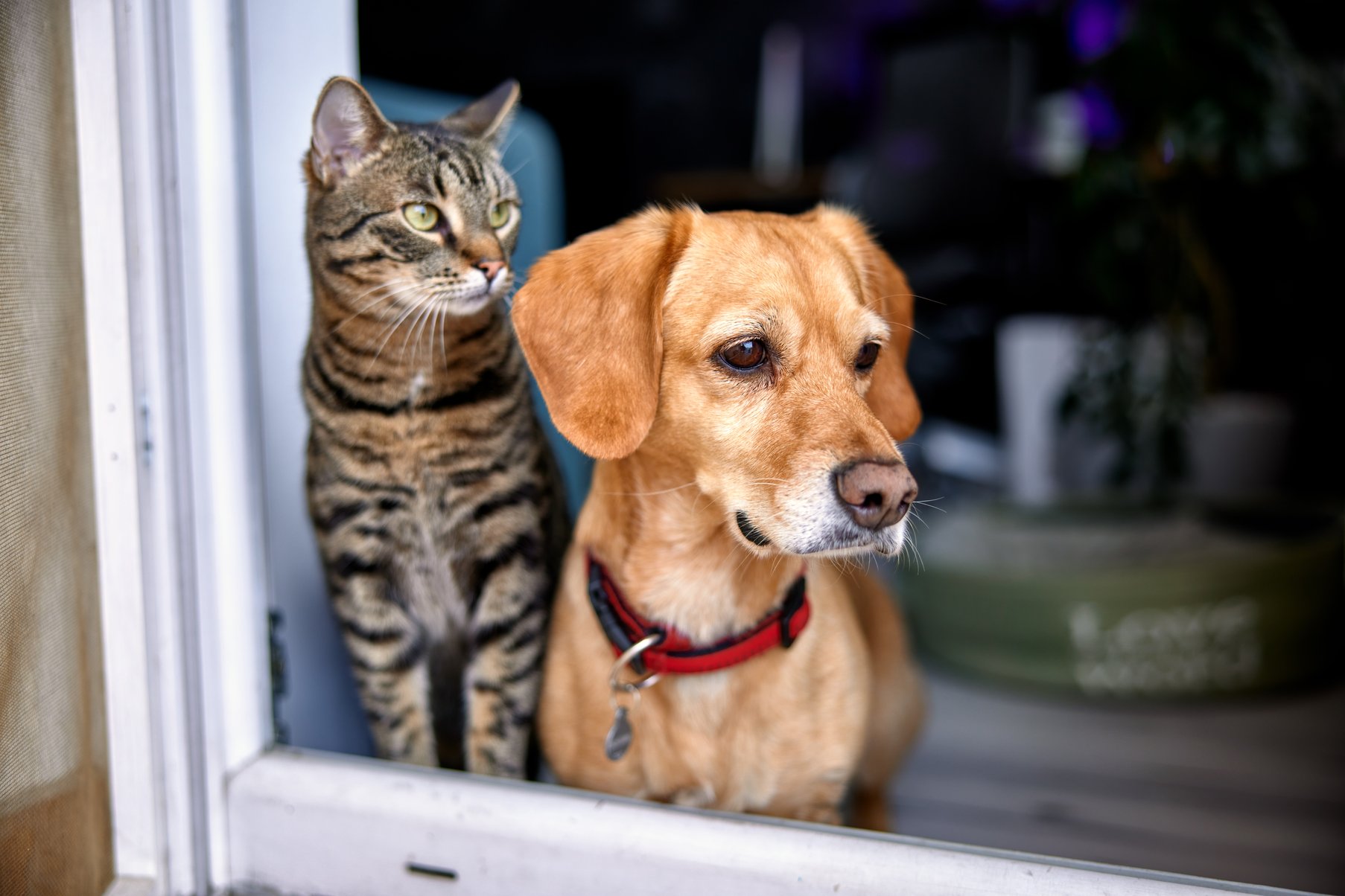 How to Help Your Dog and Cat Live in Harmony: A Happy Dog Expert Explains!