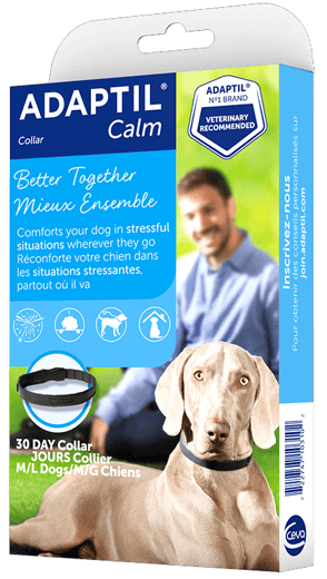How To Fit An ADAPTIL Calming Dog Collar