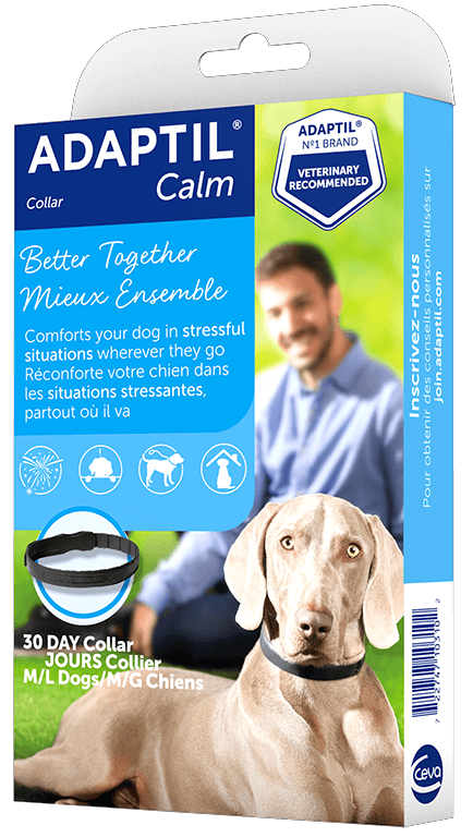 How To Fit An ADAPTIL Calming Dog Collar