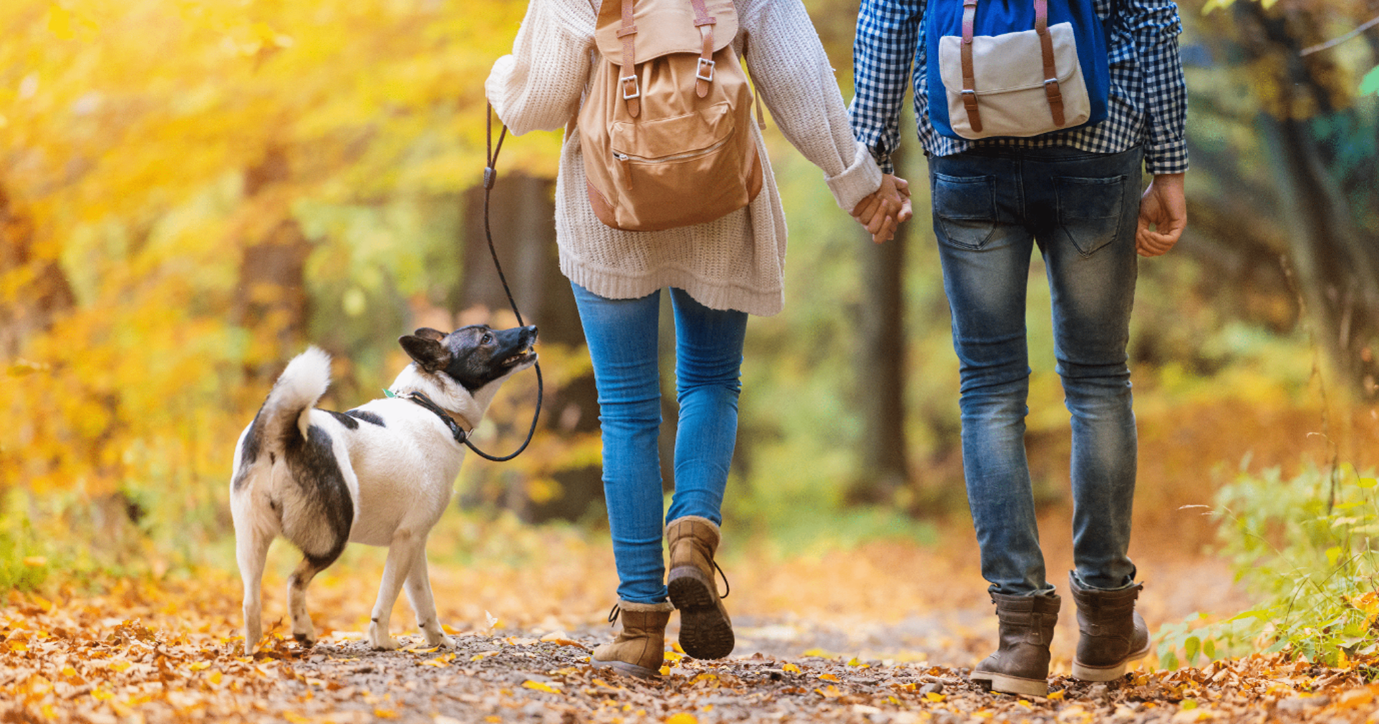Beneficios de los paseos con tu perro