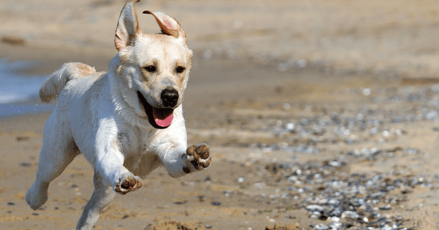 A Guide To Exercising Your Labrador