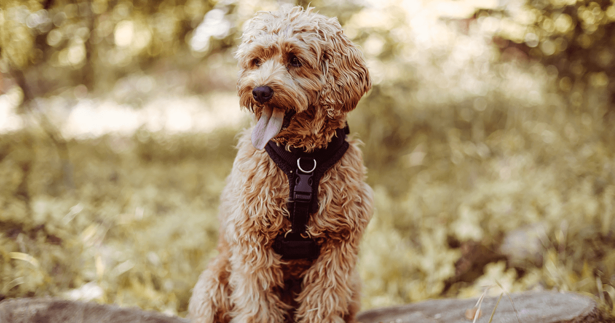 Small Dog Breeds – 26 Facts About Cavapoo Dogs!