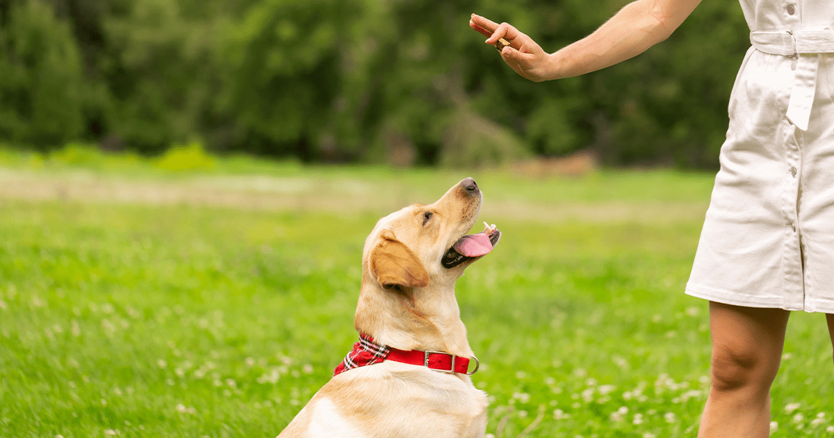 A Guide To Exercising Your Labrador