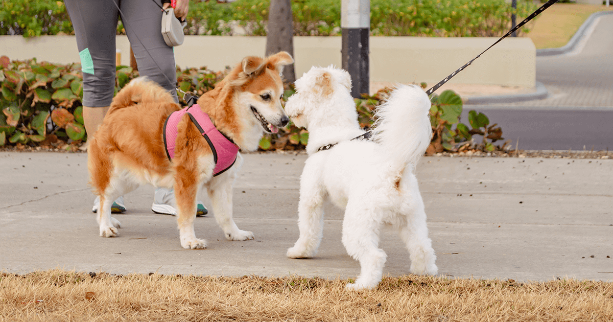9 Popular Misconceptions About Our Dogs: Happy Dog Expert Explains