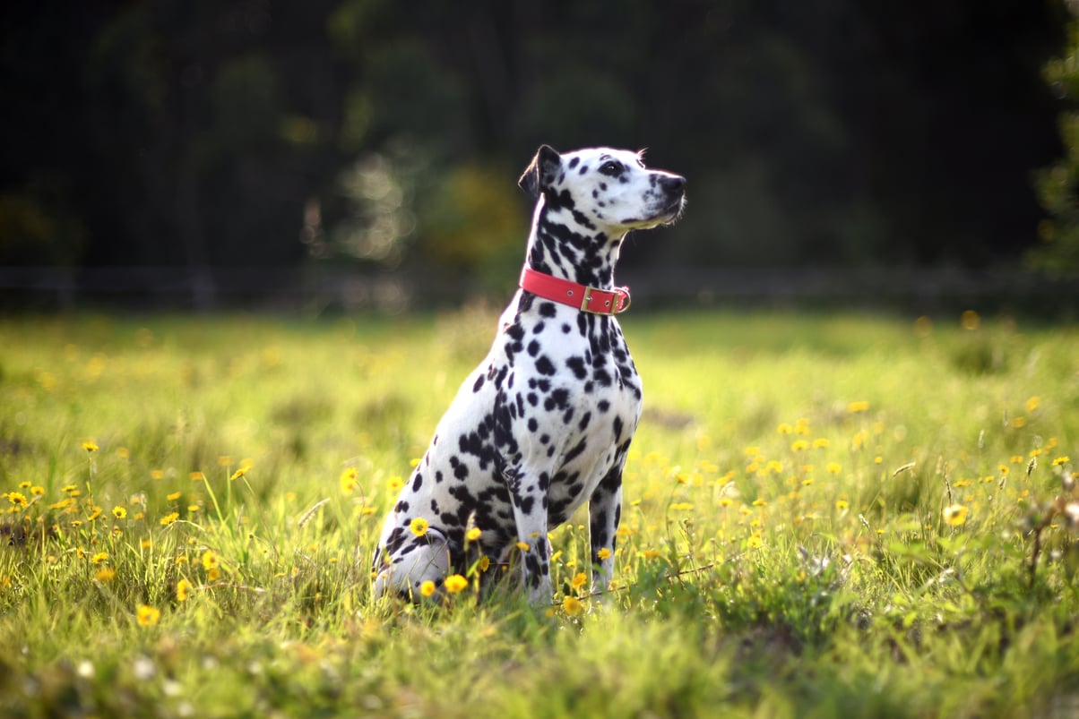 10 Facts About Dalmatians
