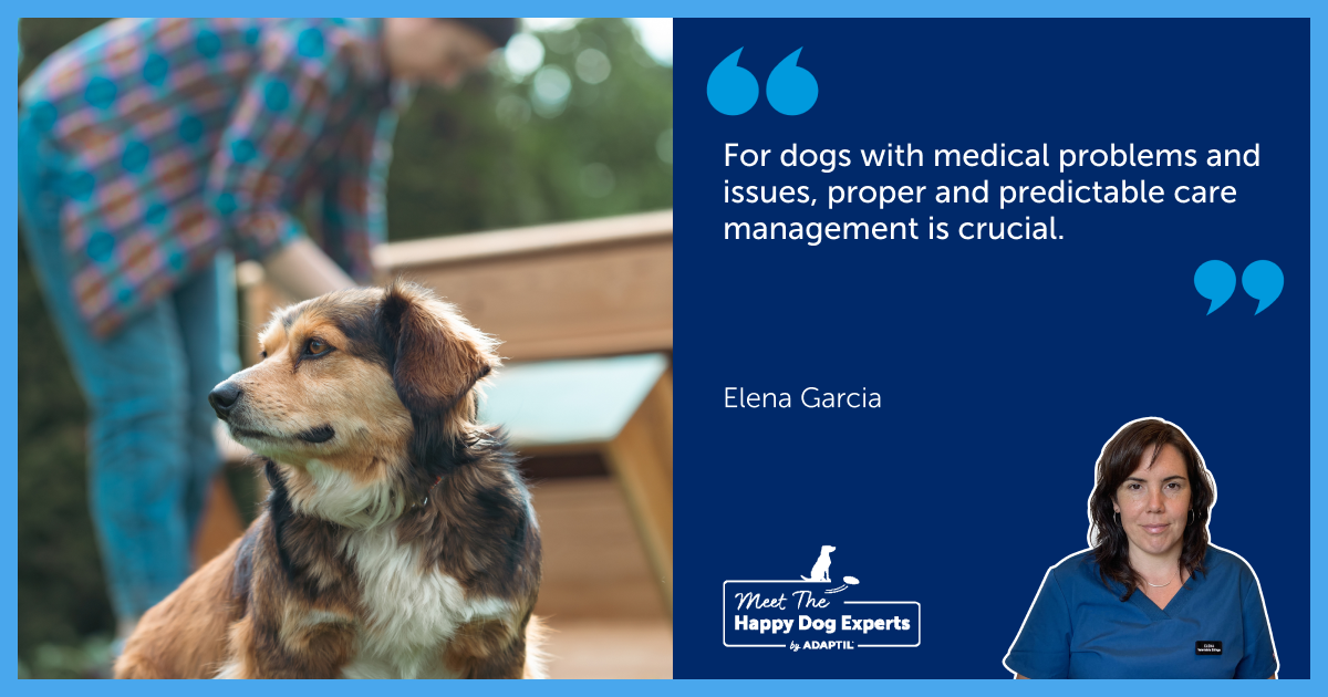 How to Adapt the Environment for Dogs with Medical Problems: A Happy ...