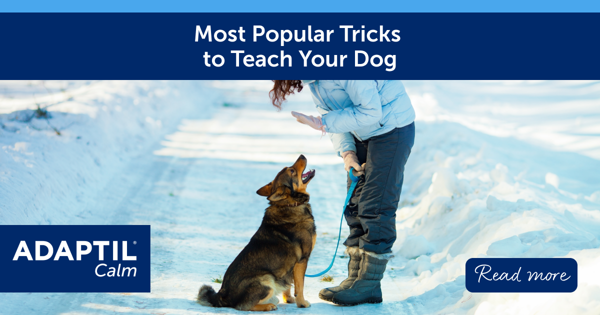 Most Popular Tricks to Teach Your Dog