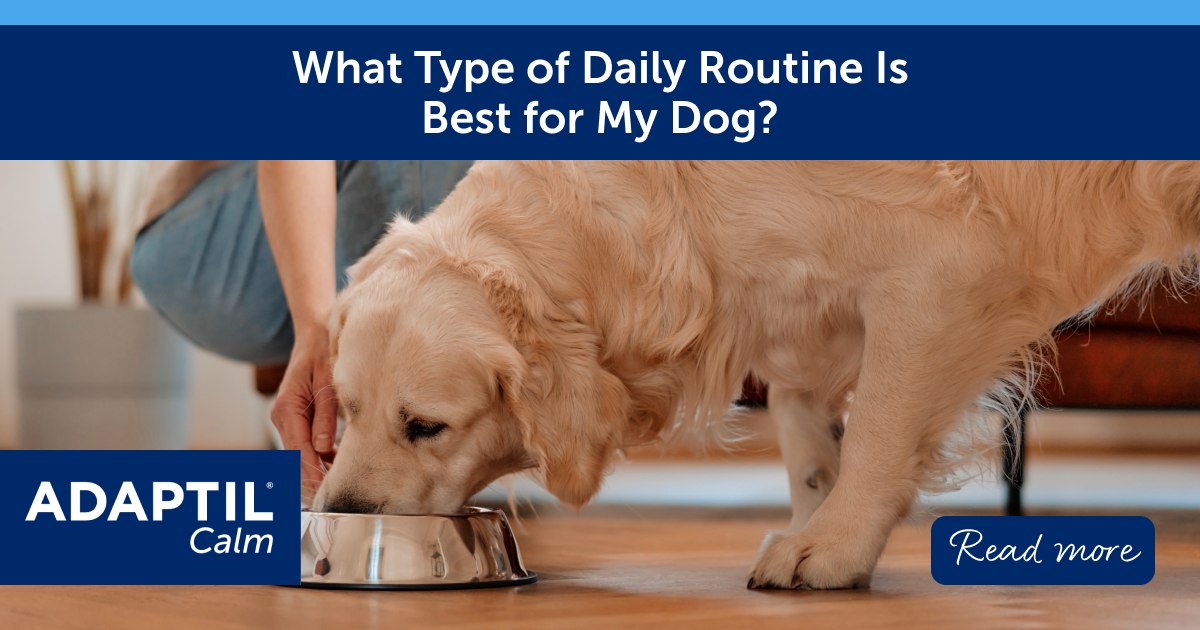 What Type of Daily Routine Is Best for My Dog?