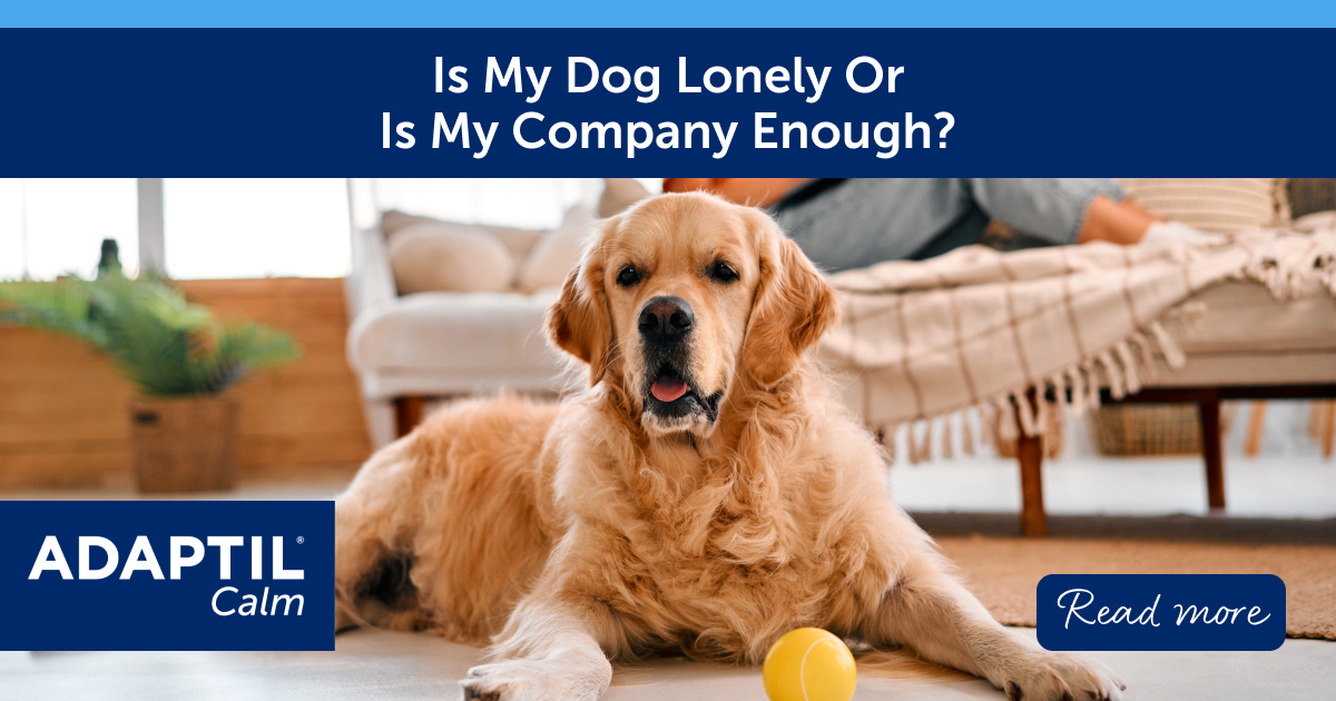 Is My Dog Lonely Or Is My Company Enough?