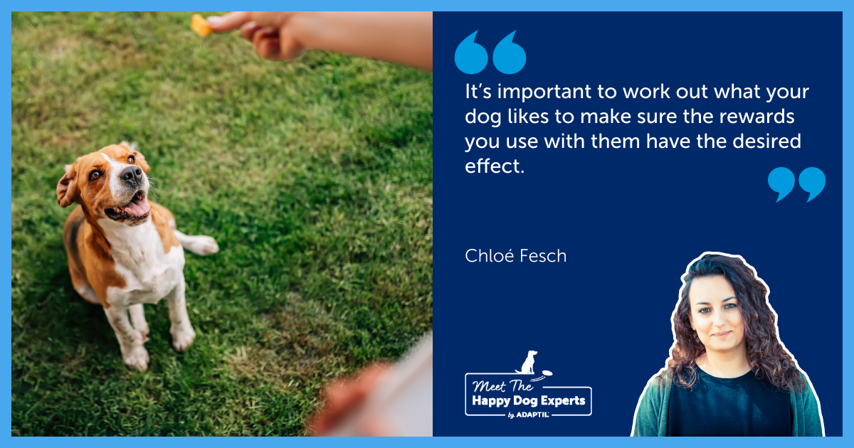 What Is the Best Way to Reward Your Dog: Happy Dog Expert Explains