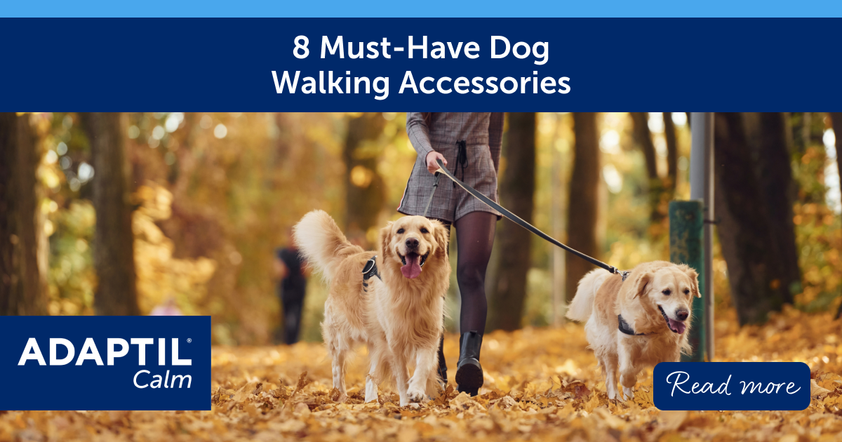 8 Must-Have Dog Walking Accessories