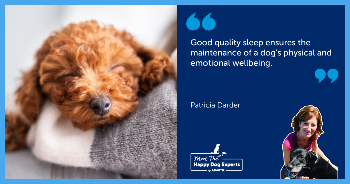 The Importance of Sleep for Dogs: A Happy Dog Expert Explains!