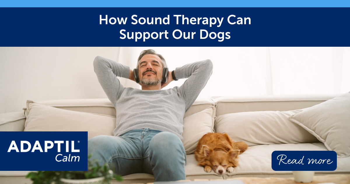 How Sound Therapy Can Support Our Dogs