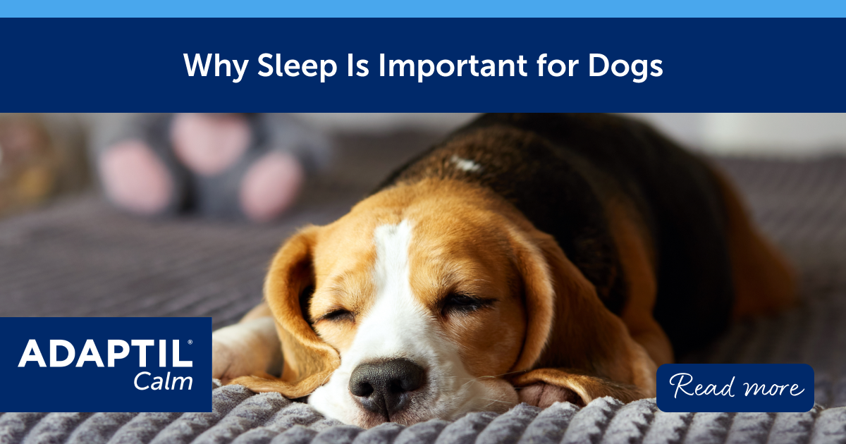 Why Sleep Is Important for Dogs