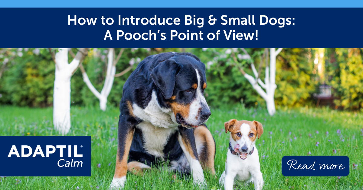 How to Introduce Big & Small Dogs: A Pooch’s Point of View!