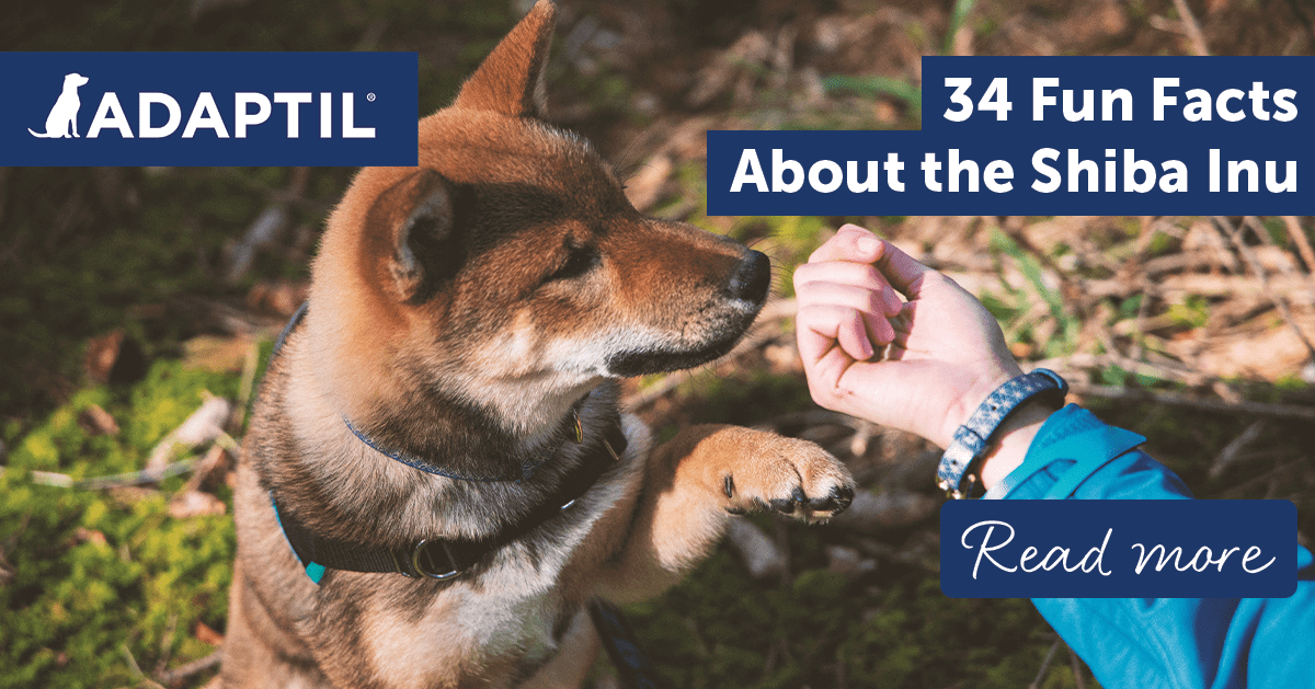 34 Fun Facts About the Shiba Inu