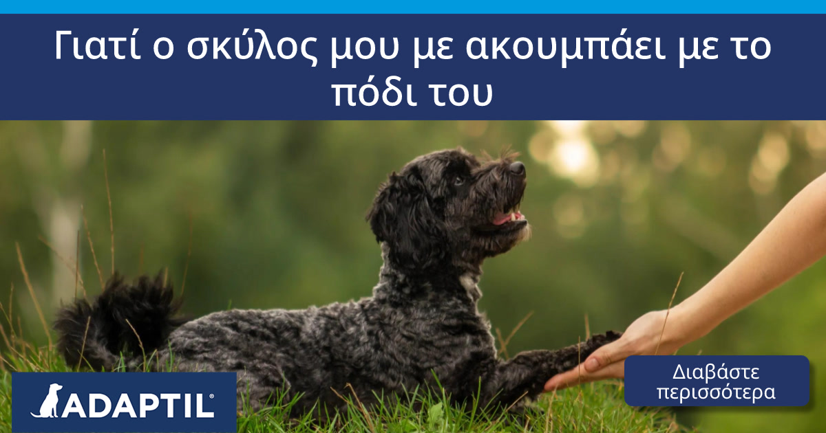 Γιατί ο σκύλος μου με ακουμπάει με το πόδι του
