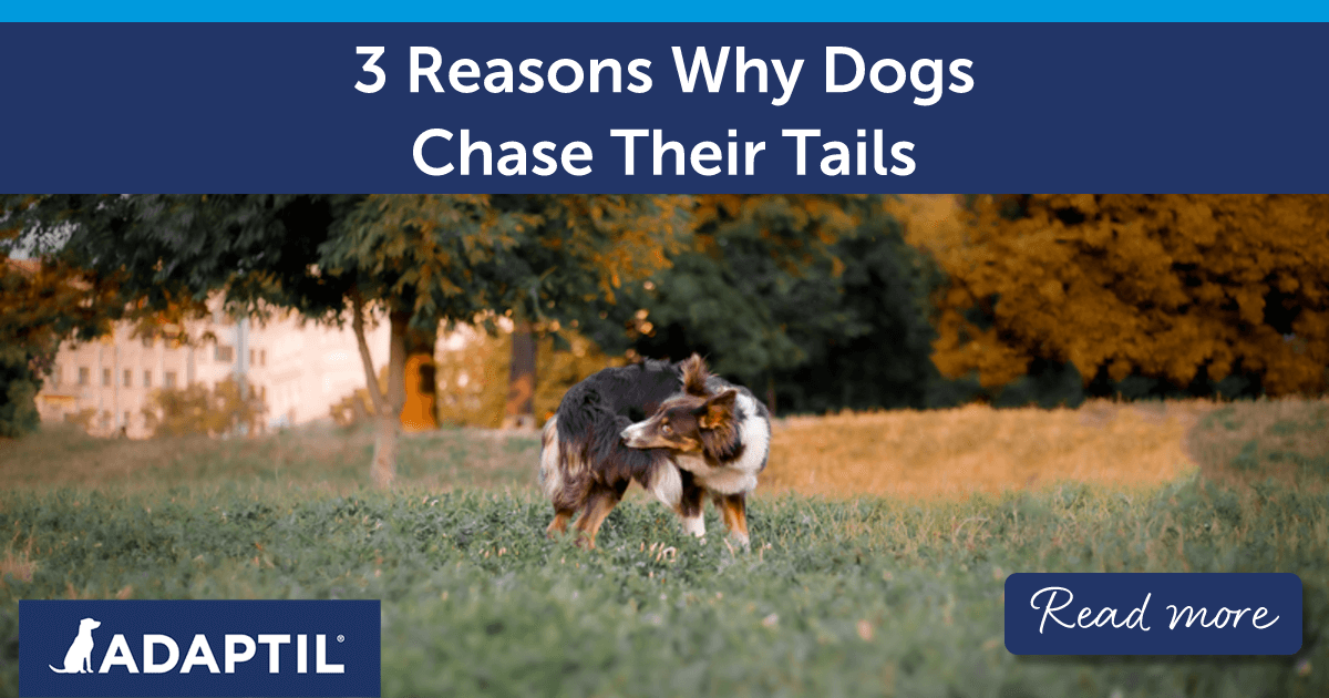 3 Reasons Why Dogs Chase Their Tails