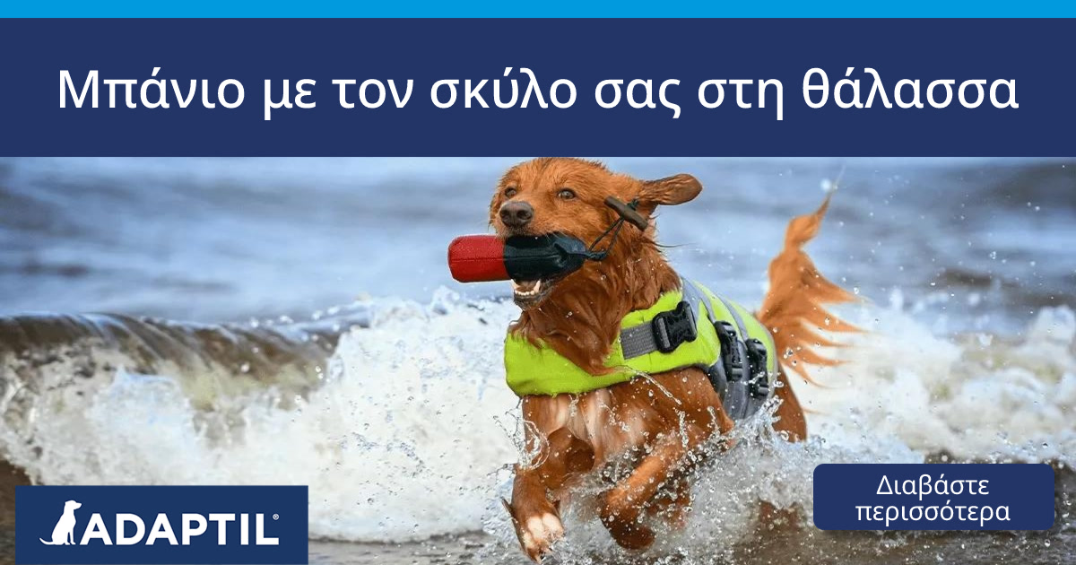 Μπάνιο με τον σκύλο σας στη θάλασσα