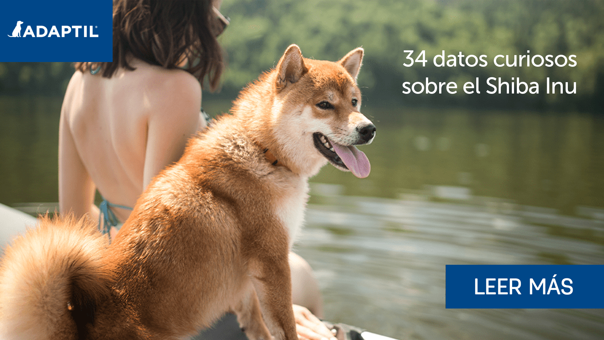 34 datos divertidos sobre el Shiba Inu