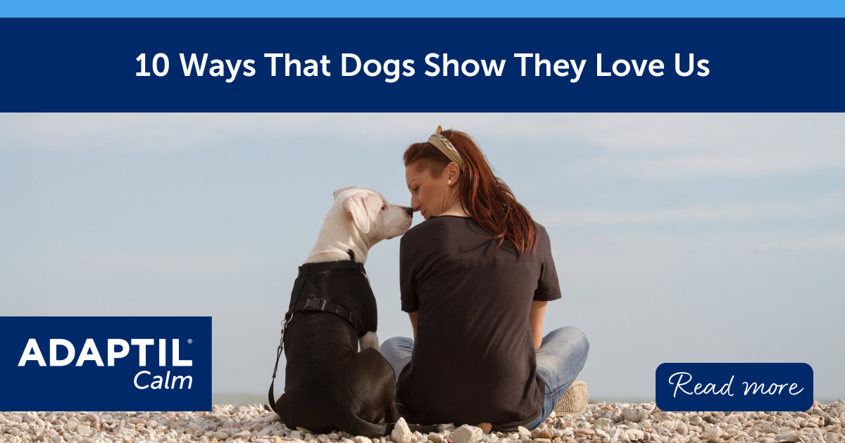 10 Ways That Dogs Show They Love Us