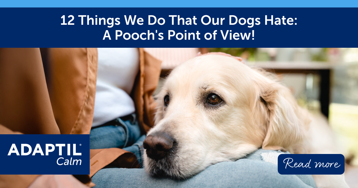 12 Things We Do That Our Dogs Hate: A Pooch's Point of View!