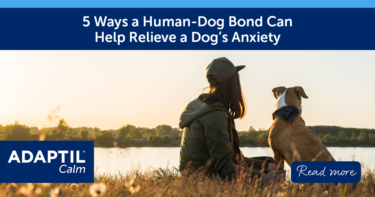 5 Ways a Human-Dog Bond Can Help Relieve A Dog's Anxiety
