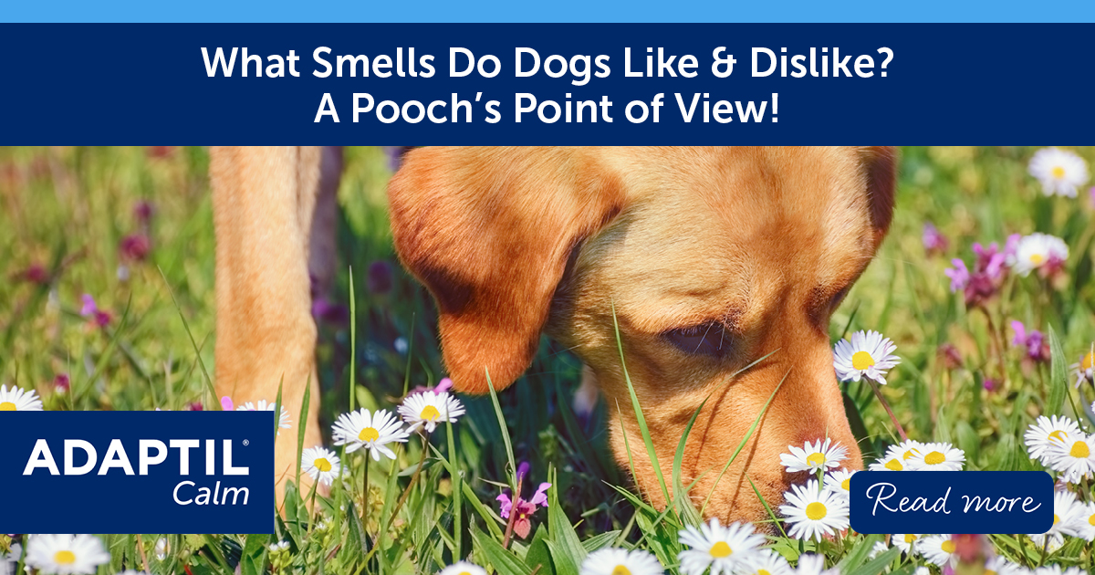What Smells Do Dogs Like & Dislike? A Pooch’s Point of View!