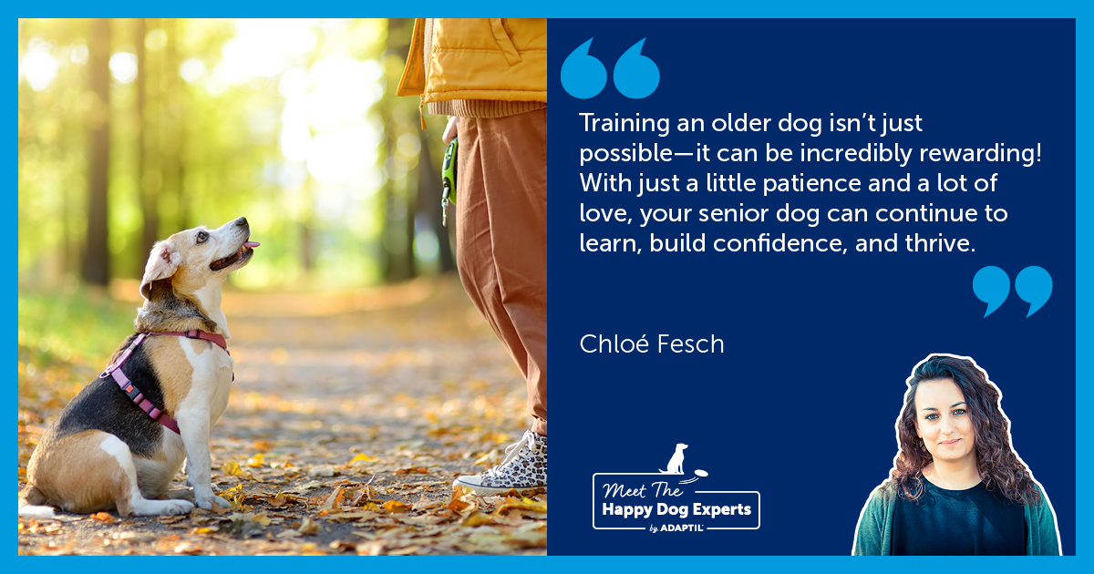 Tips for Training an Older Dog: A Happy Dog Expert Explains!