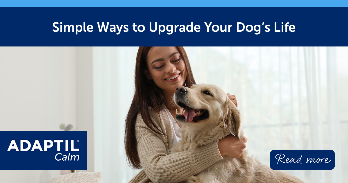 Simple Ways to Upgrade Your Dog’s Life