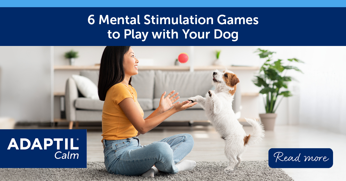 6 Mental Stimulation Games to Play with Your Dog