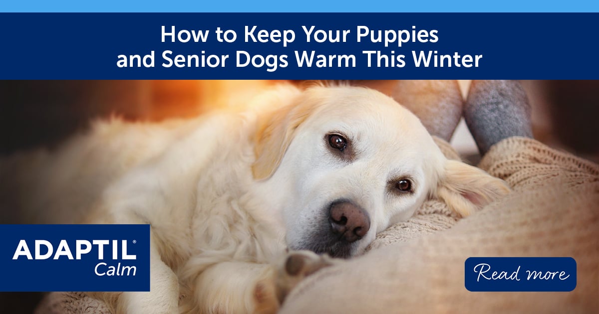 How to Keep Your Puppies and Senior Dogs Warm This Winter