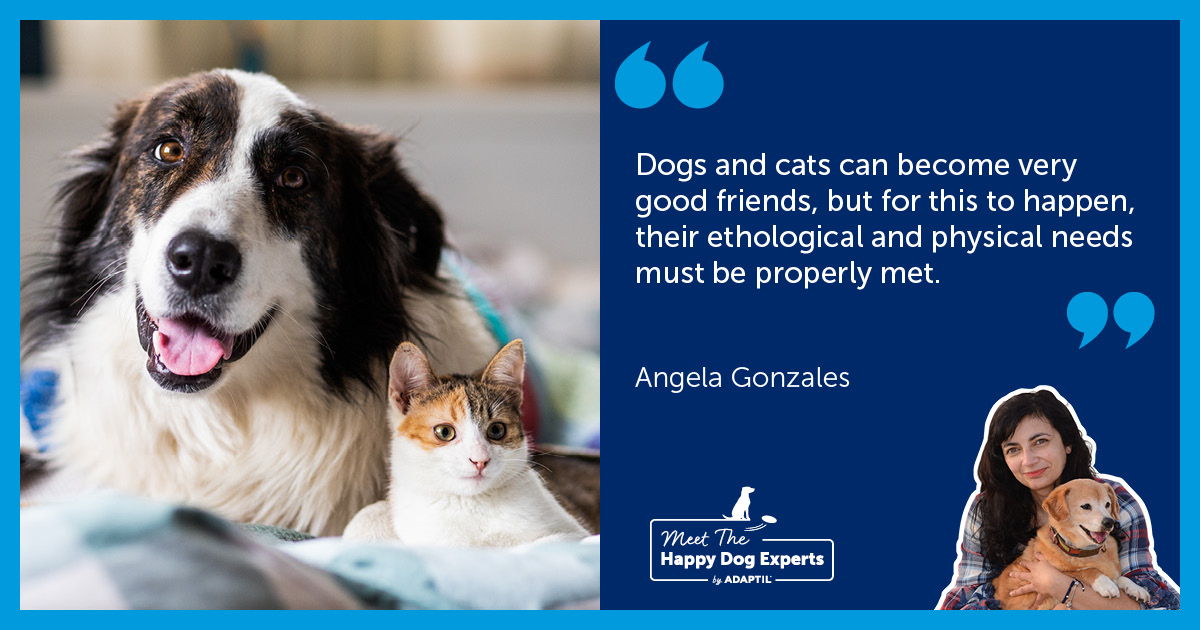 How to Help Your Dog and Cat Live in Harmony: A Happy Dog Expert Explains!
