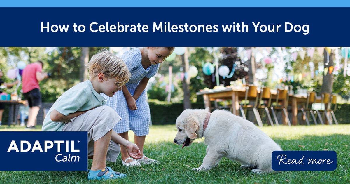 How to Celebrate Milestones with Your Dog