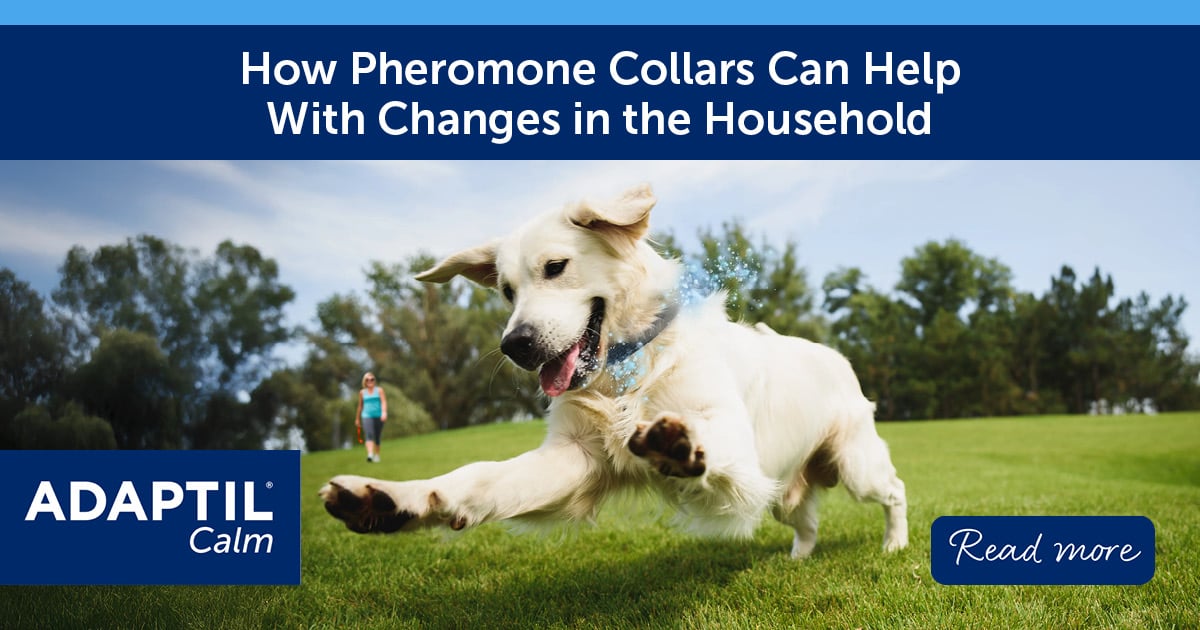How Pheromone Collars Can Help With Changes in the Household
