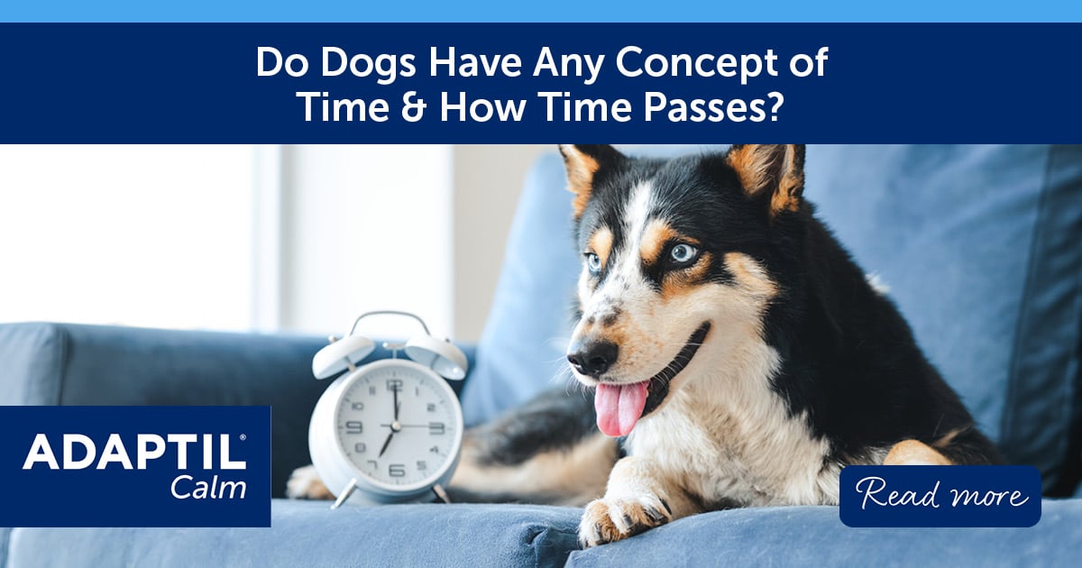 Do Dogs Have Any Concept of Time & How Time Passes?