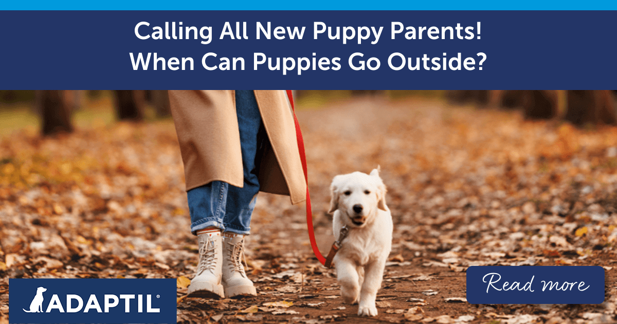 Calling All New Puppy Parents! When Can Puppies Go Outside?
