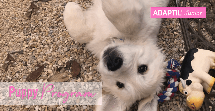 Tips For Perfect Puppy Play With Your New Pet