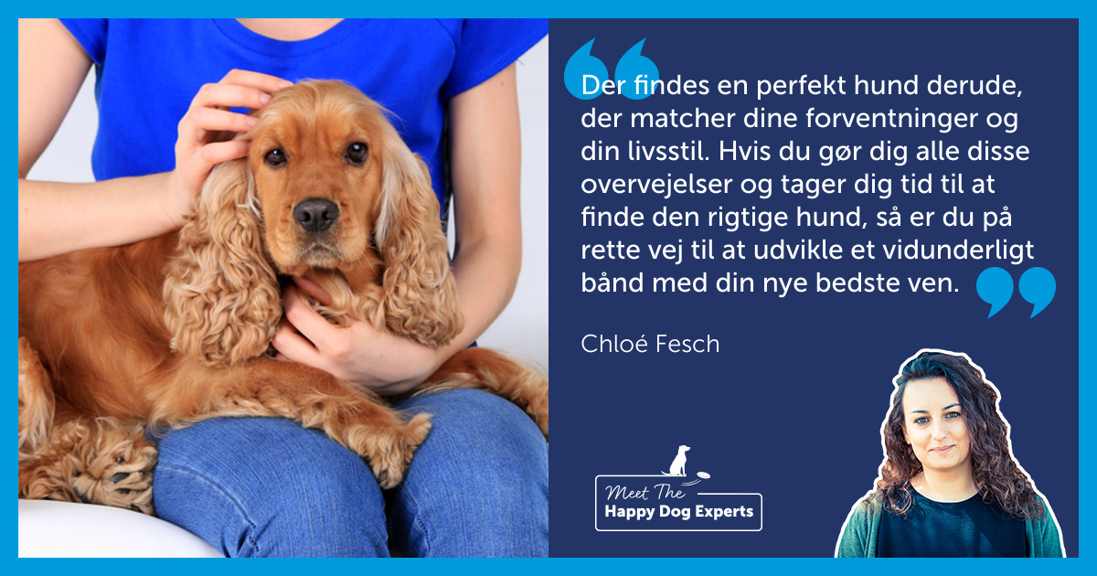 Spørgsmål, du bør stille dig selv, før du får en hund