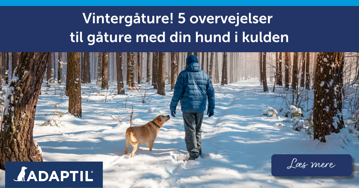 Vintergåture! 5 overvejelser til gåture med din hund i kulden