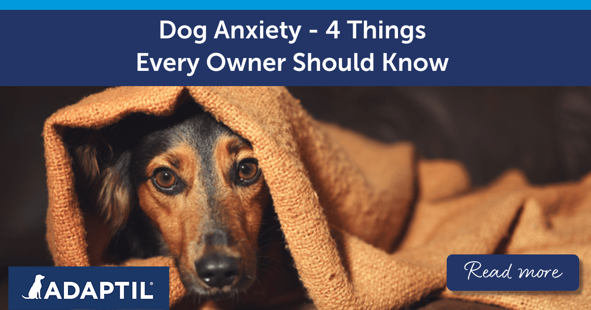 Dog Anxiety - 4 Things Every Owner Should Know
