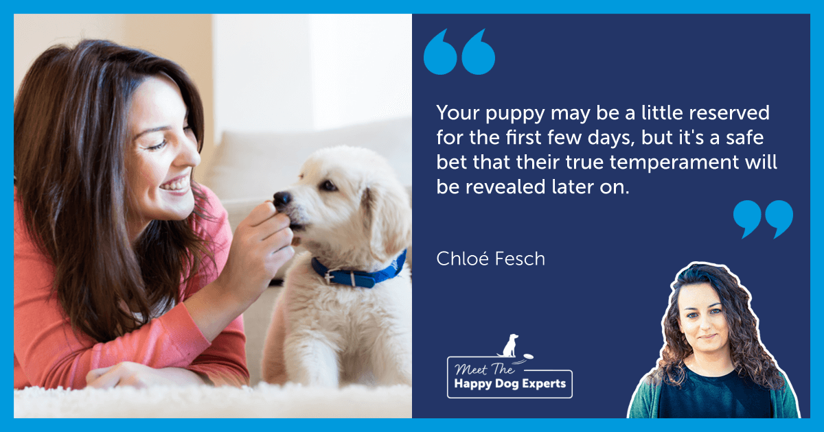 Happy Dog Expert: Supporting Your Puppy in Their First Weeks