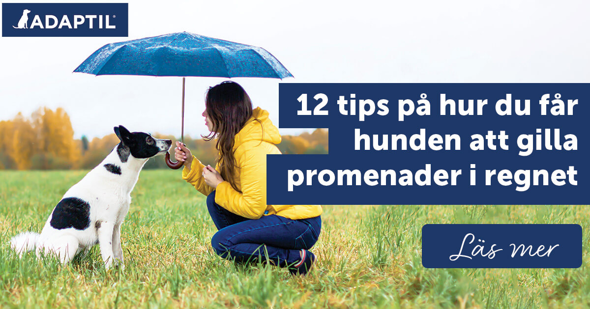 12 tips på hur du får hunden att gilla promenader i regnet