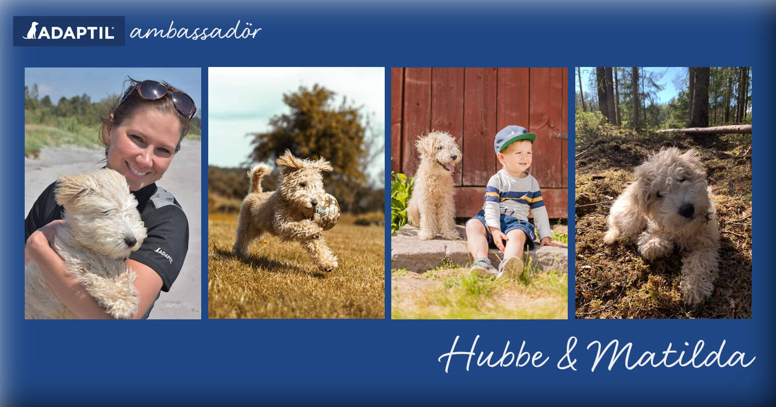 Hubbes dag för hemfärd