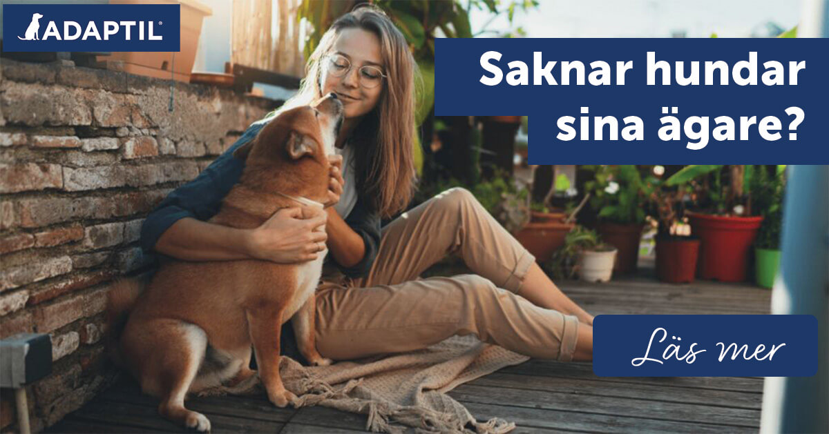 Saknar hundar sina ägare?