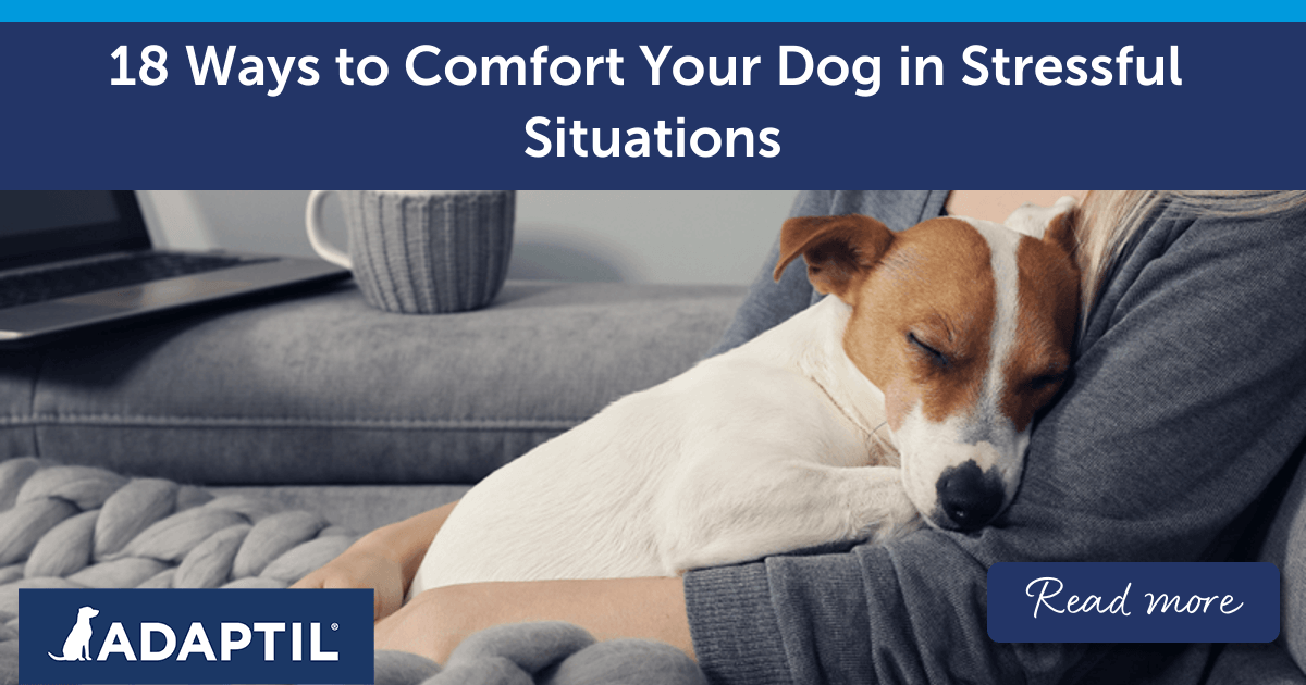 18 Ways to Comfort Your Dog in Stressful Situations
