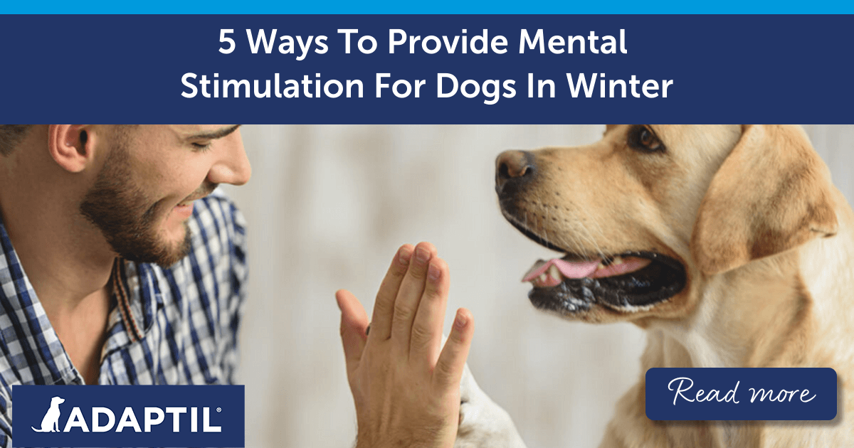 5 Ways To Provide Mental Stimulation For Dogs In Winter