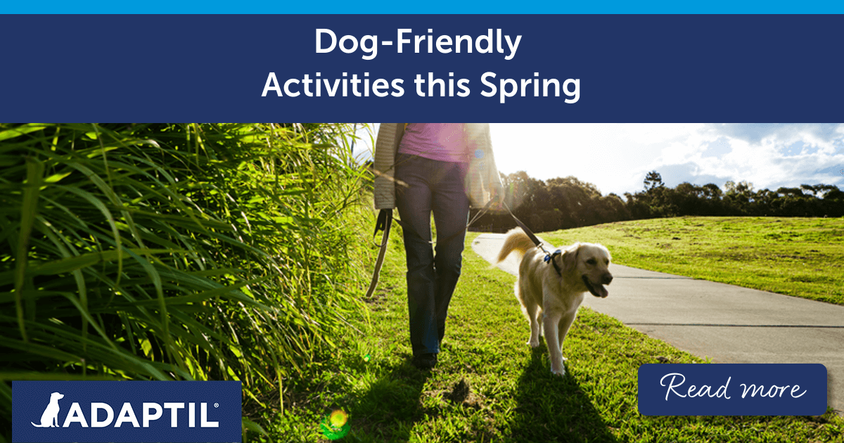 Dog-Friendly Activities This Spring